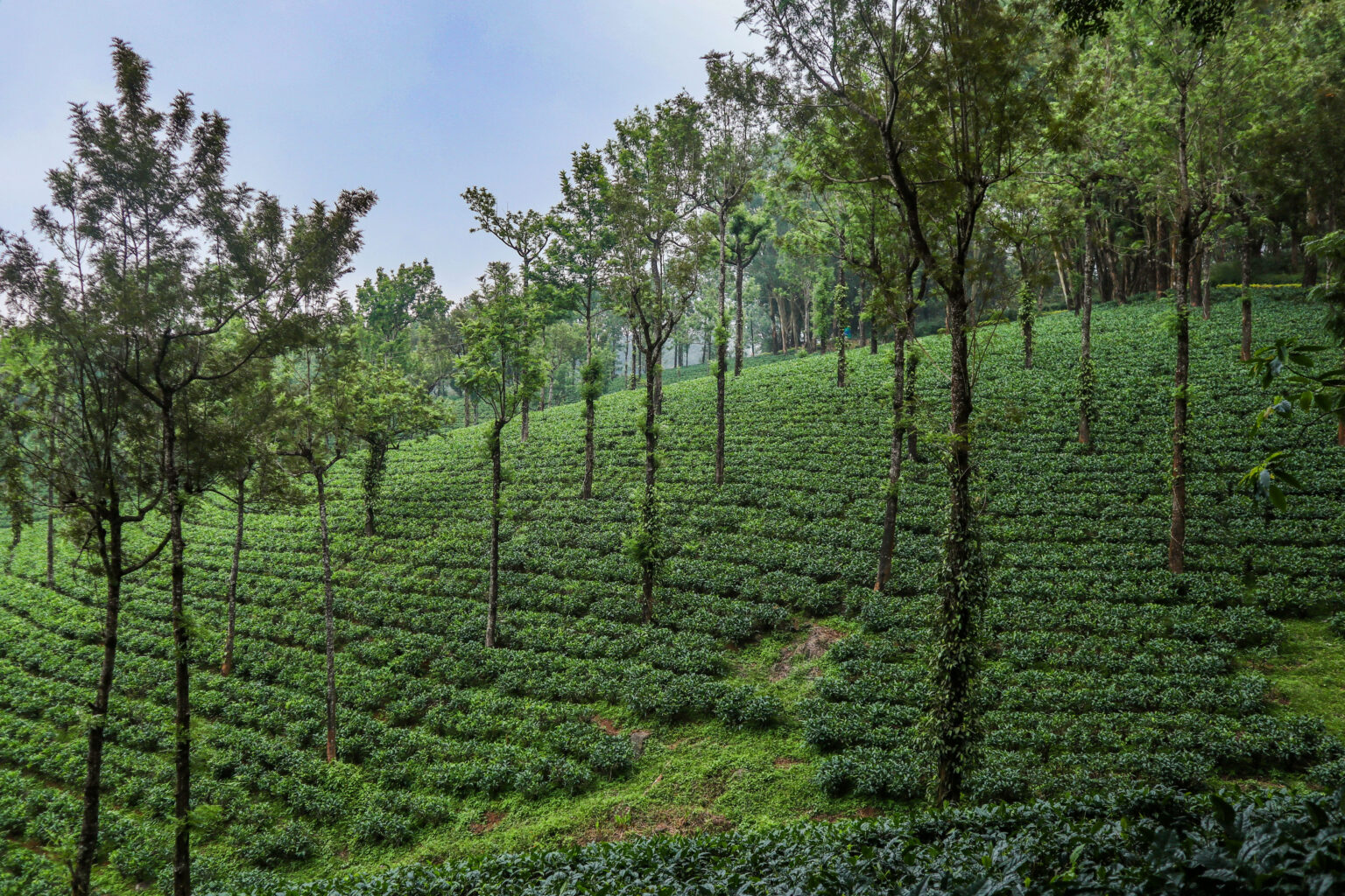 Differentiating Biogenic & Non-Biogenic Emissions